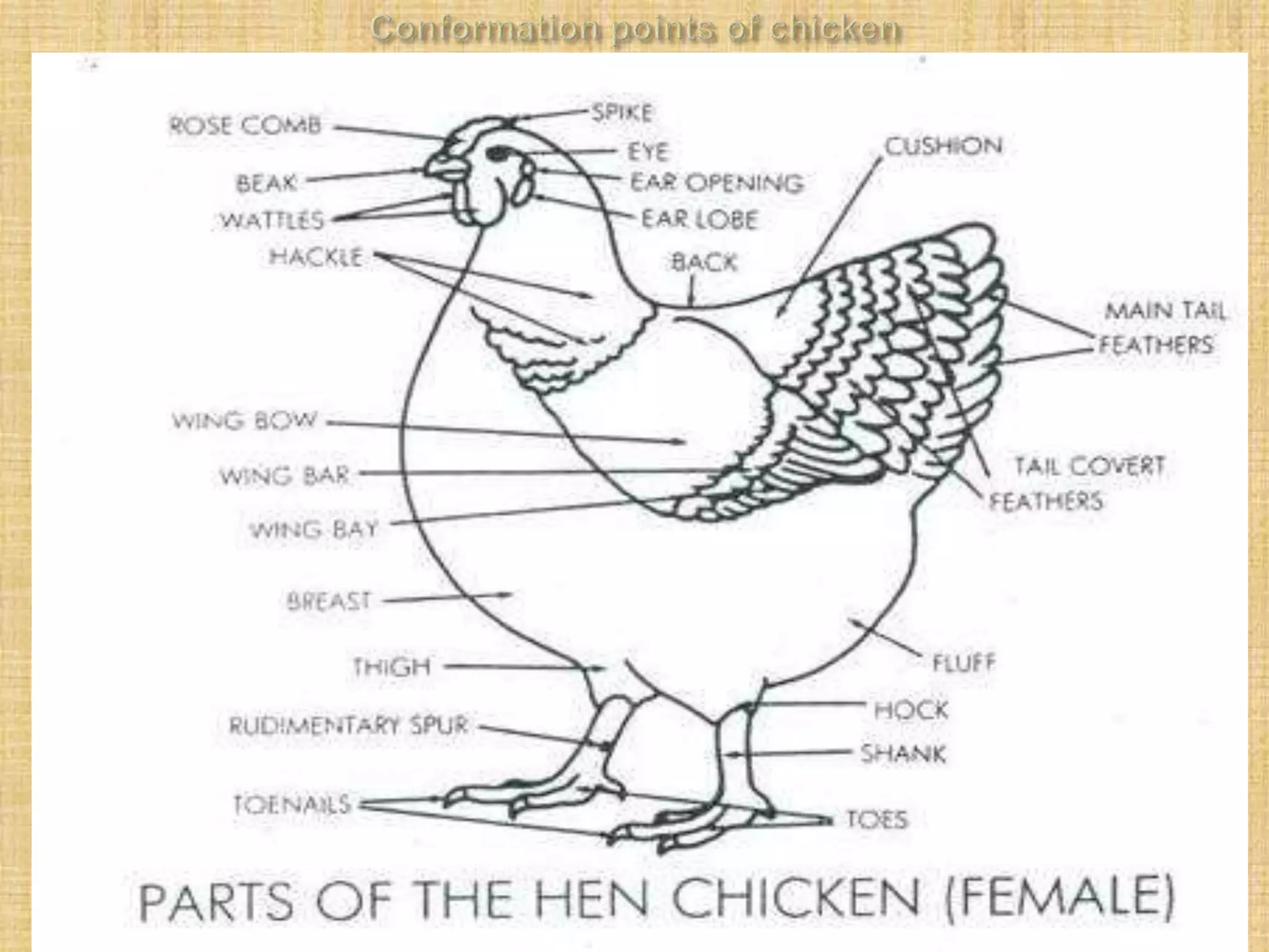 Practical Unit 1 Familiarization of body parts of different domestic ...