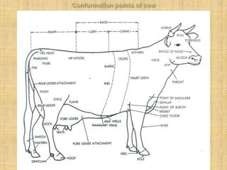 Practical Unit 1 Familiarization of body parts of different domestic ...