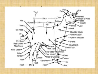 Practical Unit 1 Familiarization of body parts of different domestic ...
