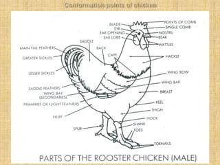 Practical Unit 1 Familiarization of body parts of different domestic ...