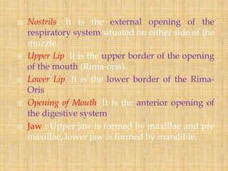 Practical Unit 1 Familiarization of body parts of different domestic ...