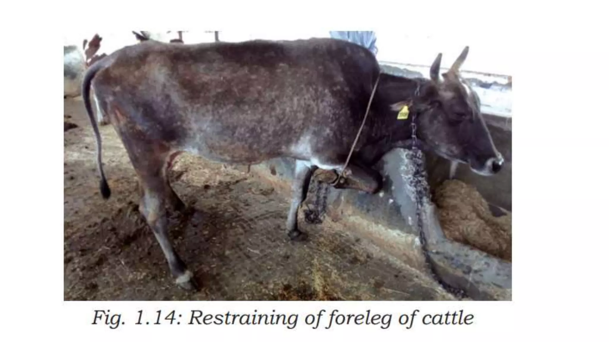 Practical Unit 2 Approaching, Handling methods, and restraining.pptx