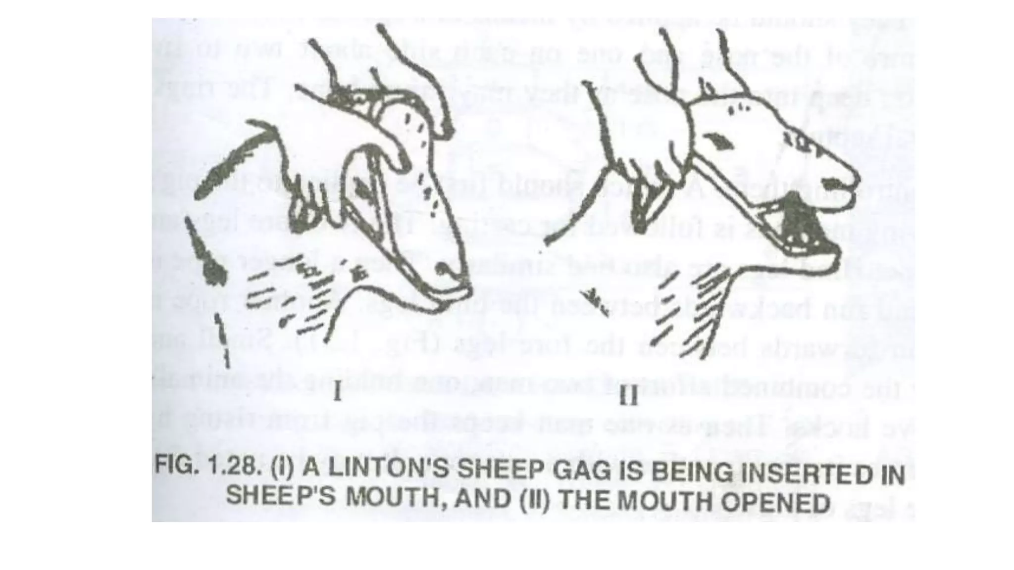 Practical Unit 2 Approaching, Handling methods, and restraining.pptx