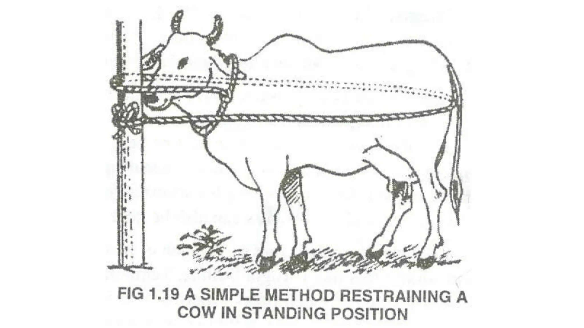Practical Unit 2 Approaching, Handling methods, and restraining.pptx