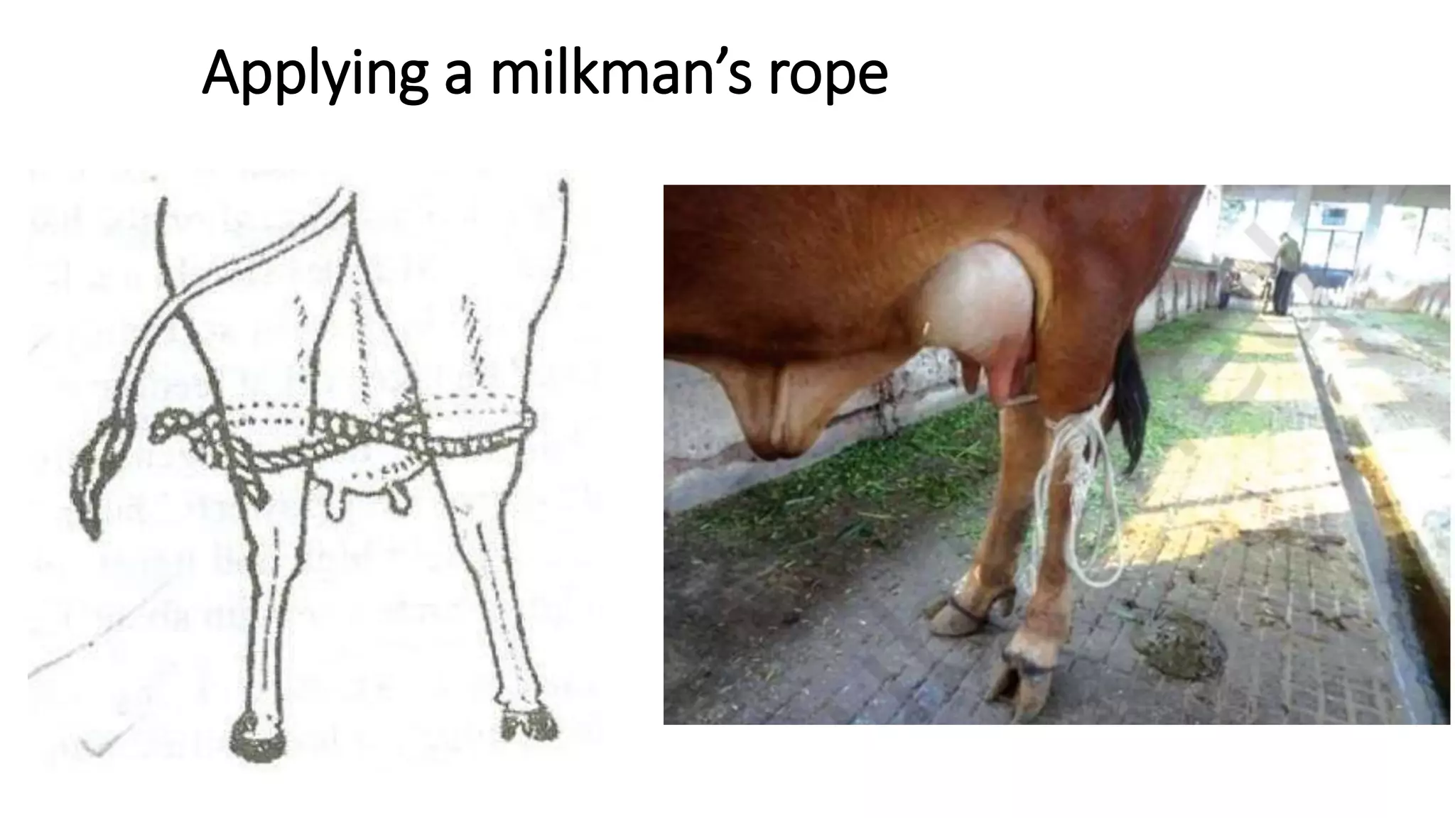 Practical Unit 2 Approaching, Handling methods, and restraining.pptx