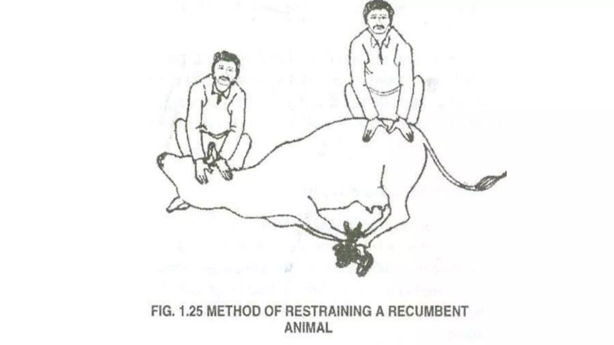 Practical Unit 2 Approaching, Handling methods, and restraining.pptx