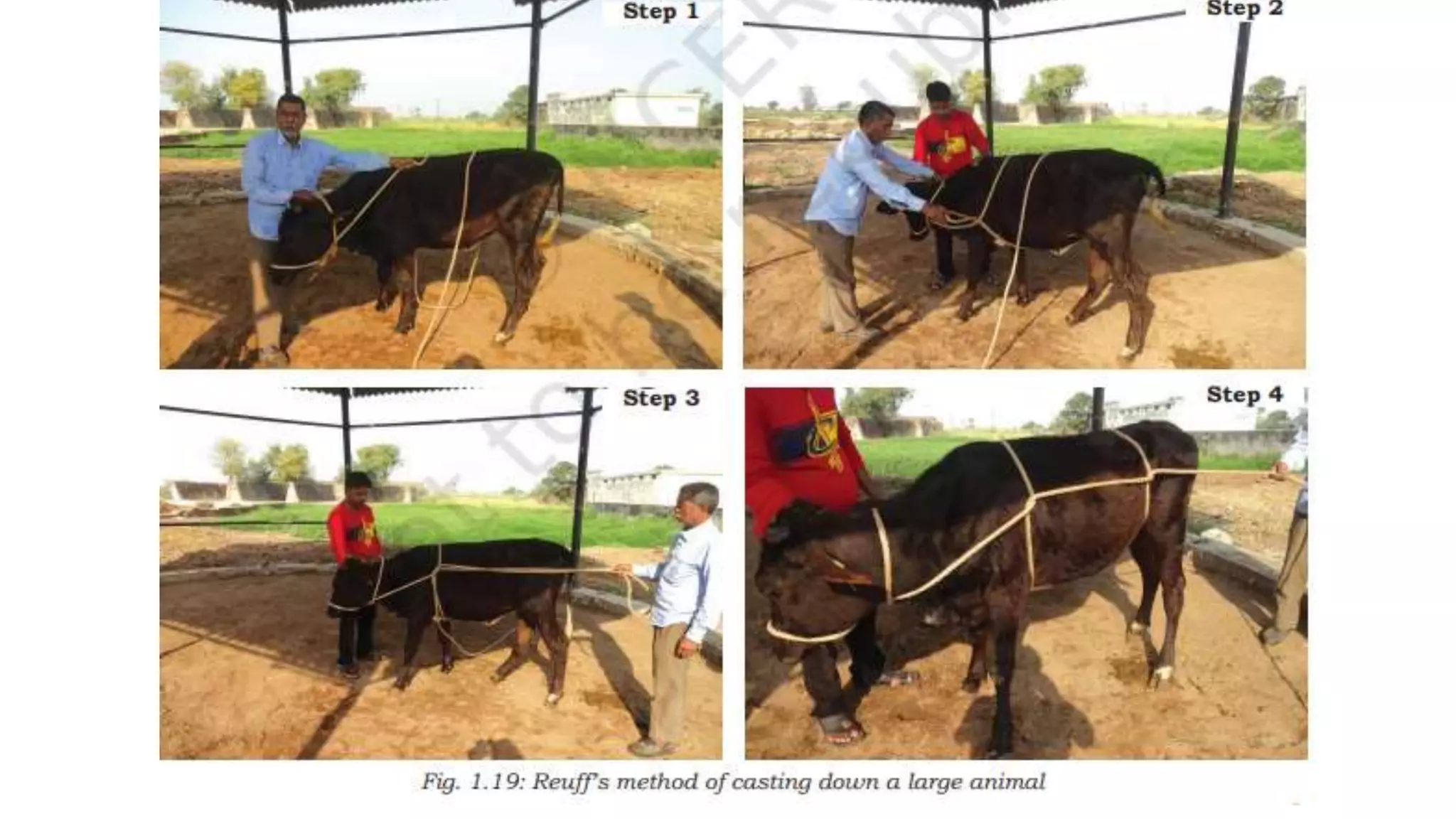 Practical Unit 2 Approaching, Handling methods, and restraining.pptx