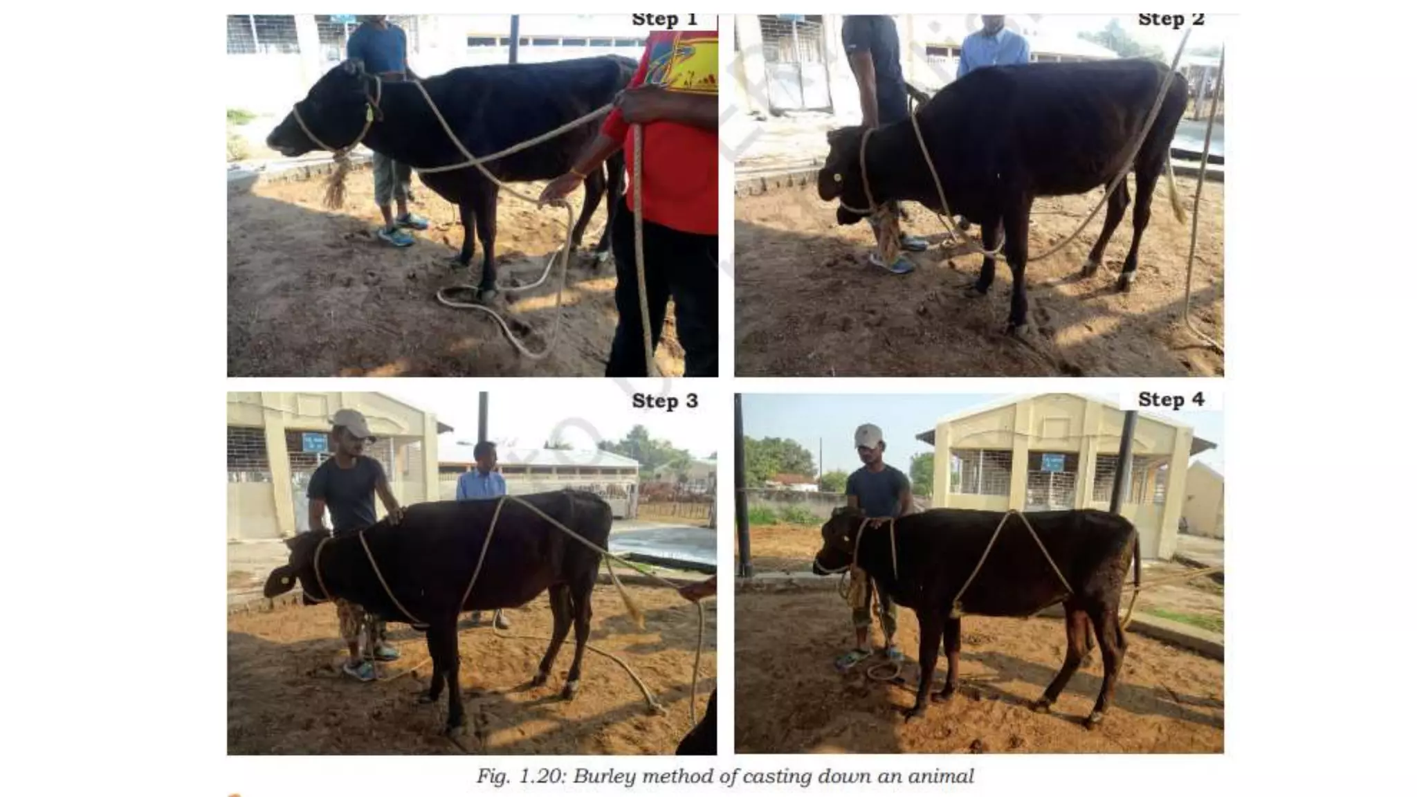 Practical Unit 2 Approaching, Handling methods, and restraining.pptx