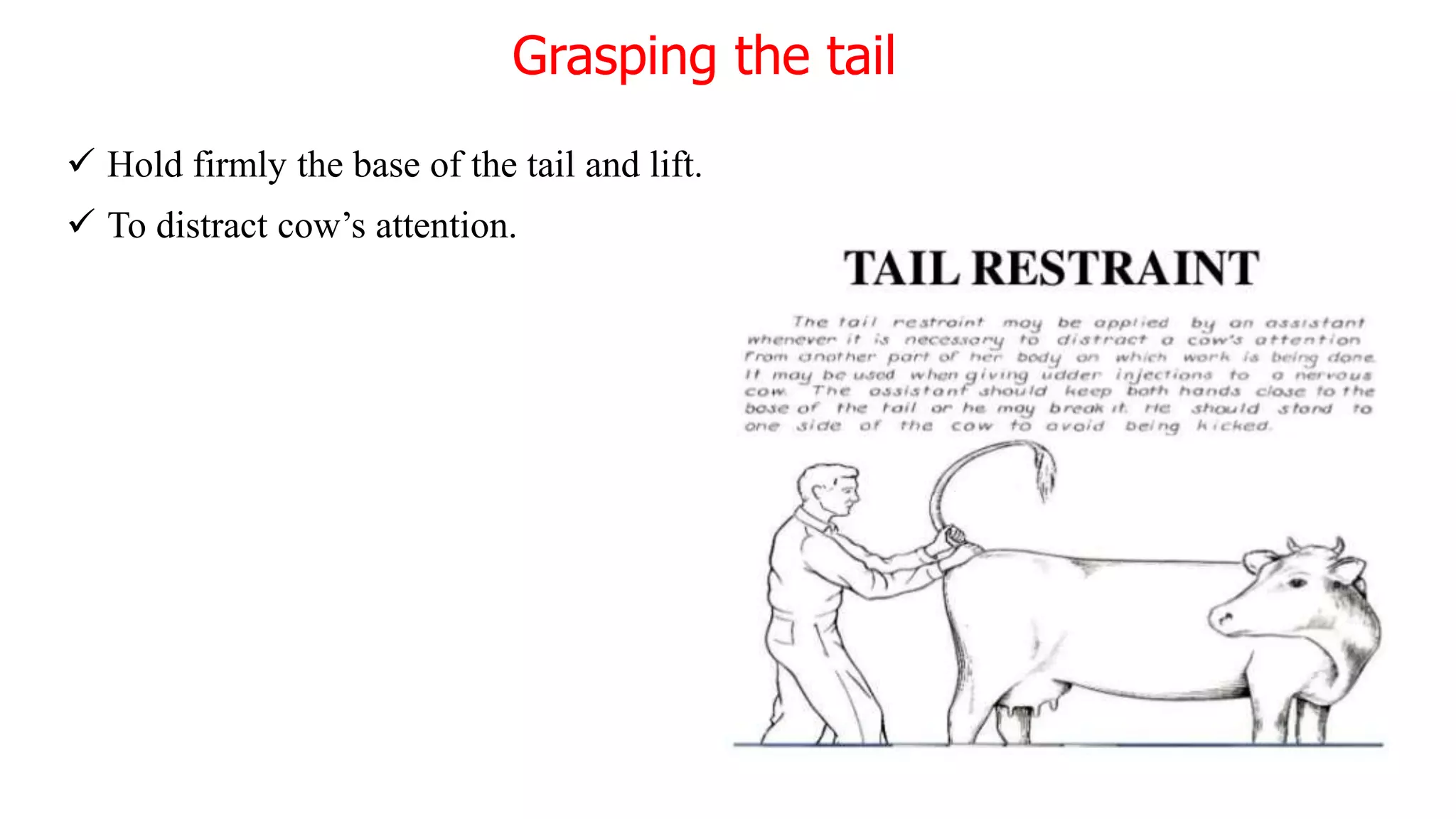 Practical Unit 2 Approaching, Handling methods, and restraining.pptx