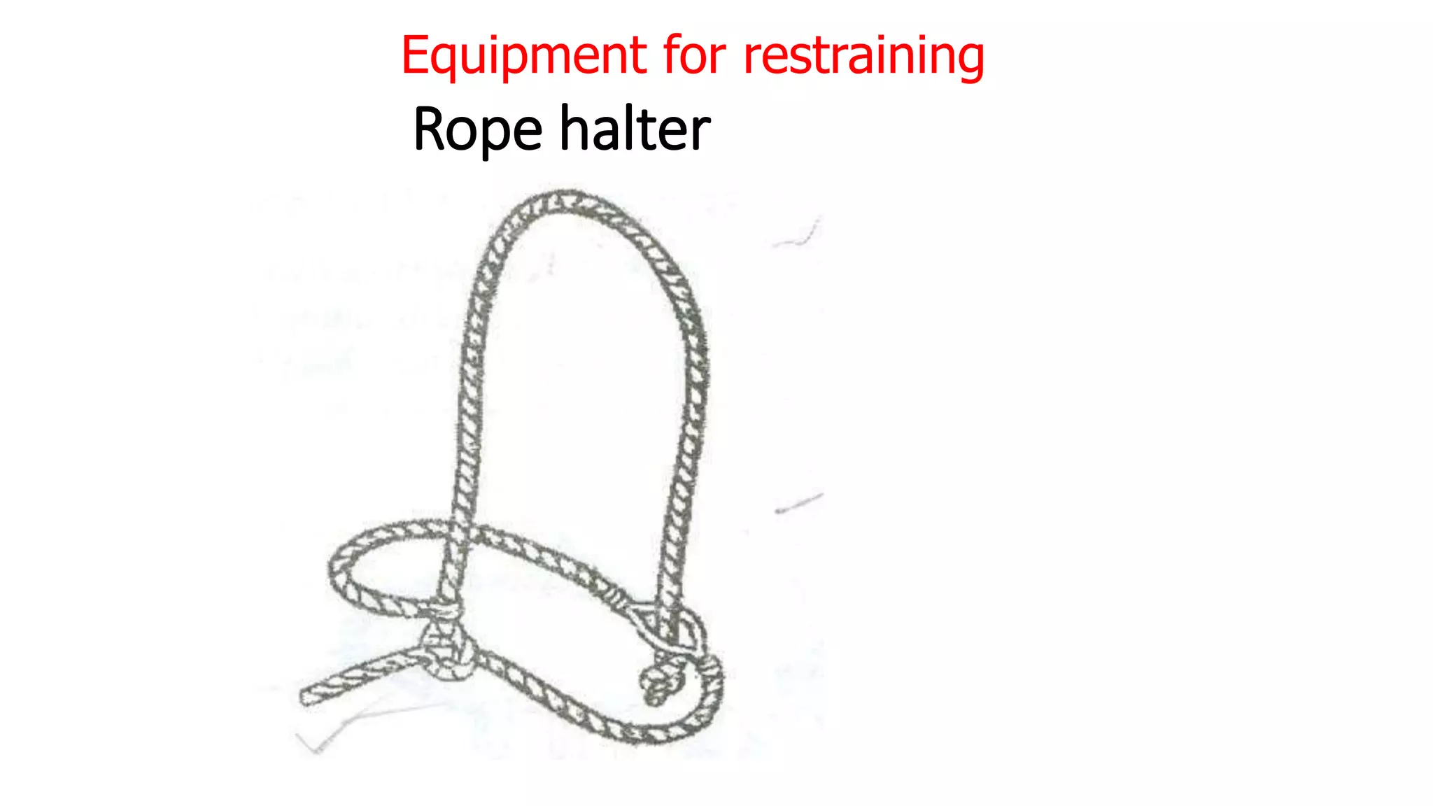 Practical Unit 2 Approaching, Handling methods, and restraining.pptx