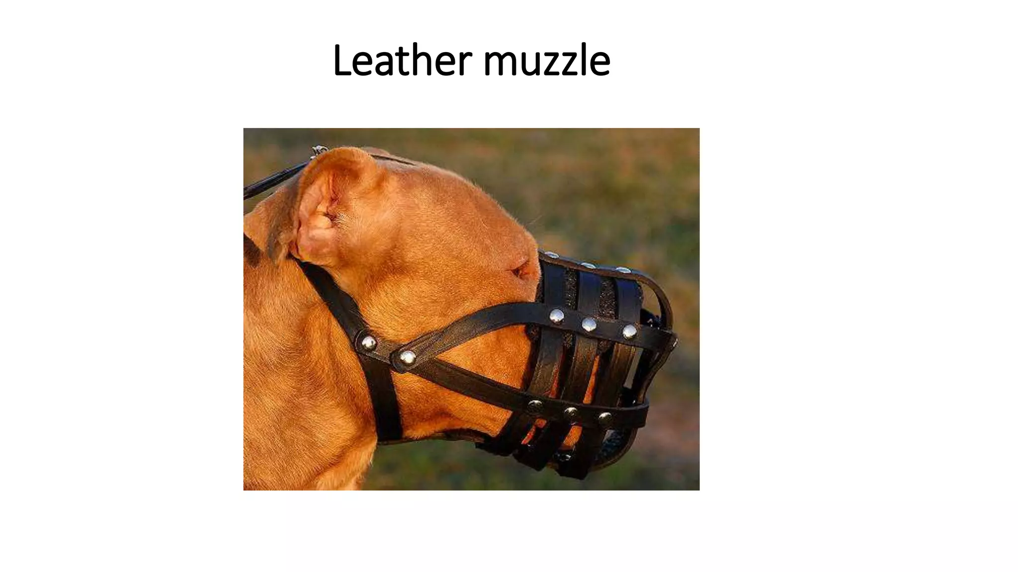 Practical Unit 2 Approaching, Handling methods, and restraining.pptx