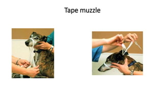 Practical Unit 2 Approaching, Handling methods, and restraining.pptx