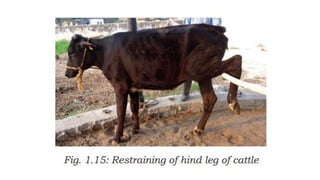 Practical Unit 2 Approaching, Handling methods, and restraining.pptx