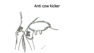 Practical Unit 2 Approaching, Handling methods, and restraining.pptx