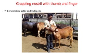 Practical Unit 2 Approaching, Handling methods, and restraining.pptx