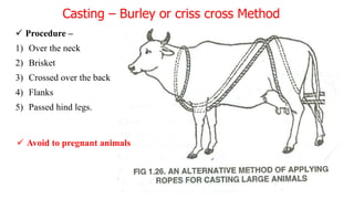 Practical Unit 2 Approaching, Handling methods, and restraining.pptx ...