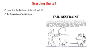 Practical Unit 2 Approaching, Handling methods, and restraining.pptx