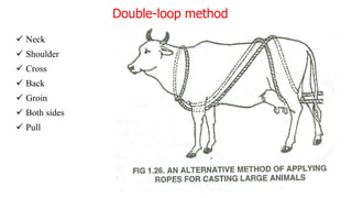 Practical Unit 2 Approaching, Handling methods, and restraining.pptx ...