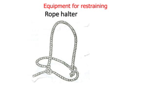 Practical Unit 2 Approaching, Handling methods, and restraining.pptx