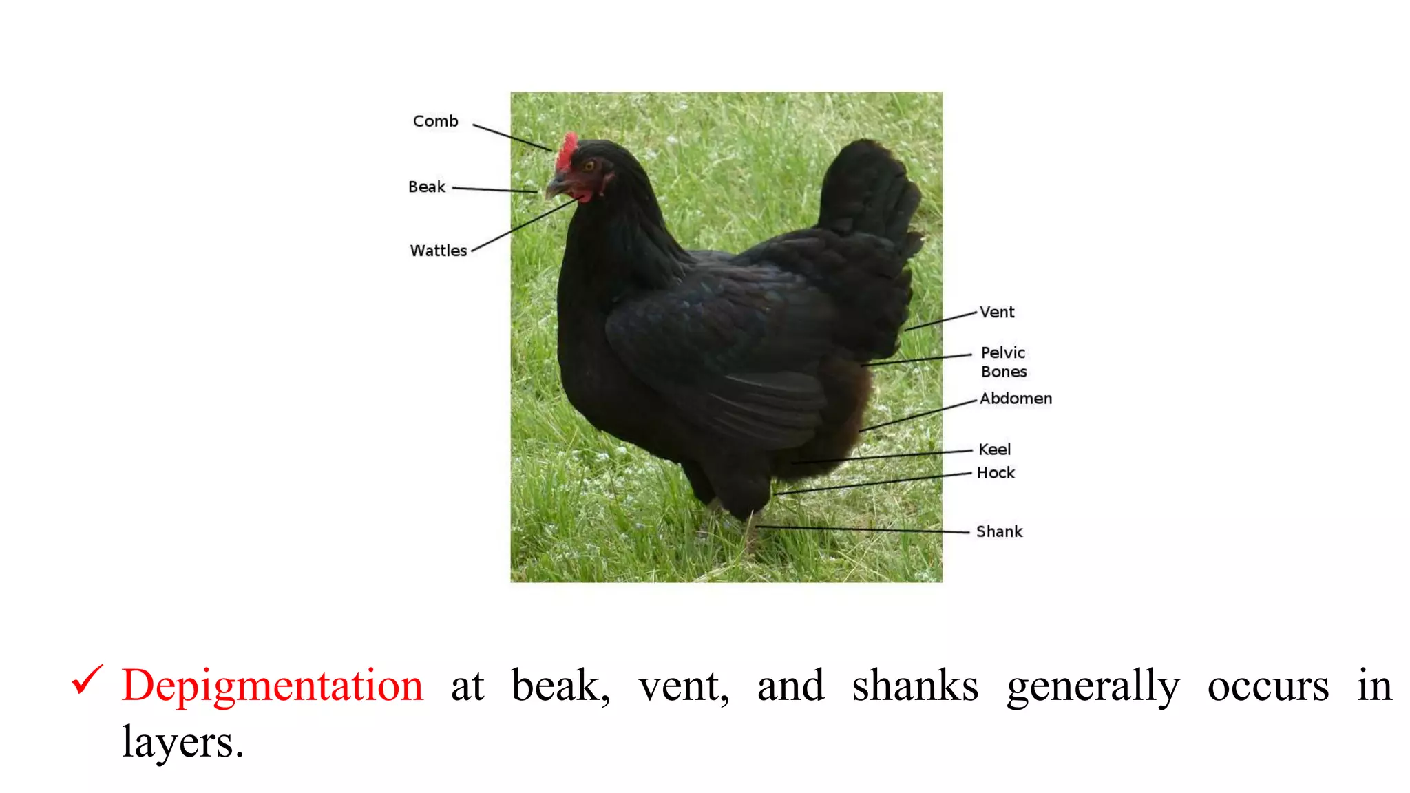 Practical Unit 4 Identification methods of farm animals and poultry.pptx