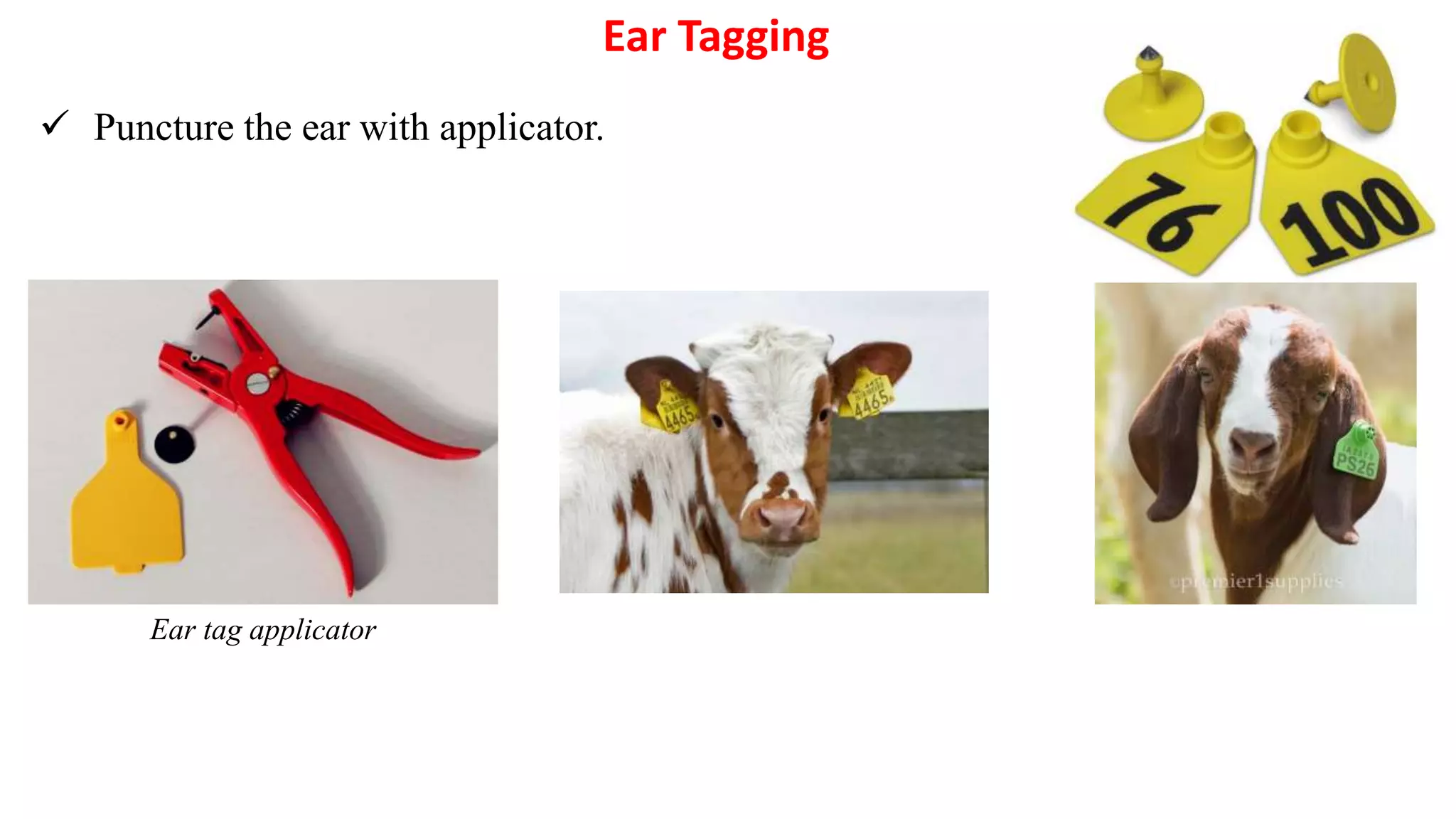 Practical Unit 4 Identification methods of farm animals and poultry.pptx
