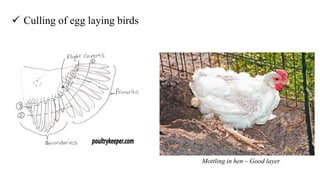 Practical Unit 4 Identification methods of farm animals and poultry.pptx