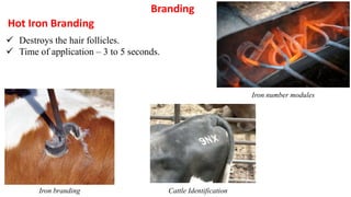 Practical Unit 4 Identification methods of farm animals and poultry.pptx