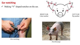 Practical Unit 4 Identification methods of farm animals and poultry.pptx