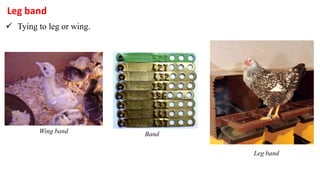 Practical Unit 4 Identification methods of farm animals and poultry.pptx