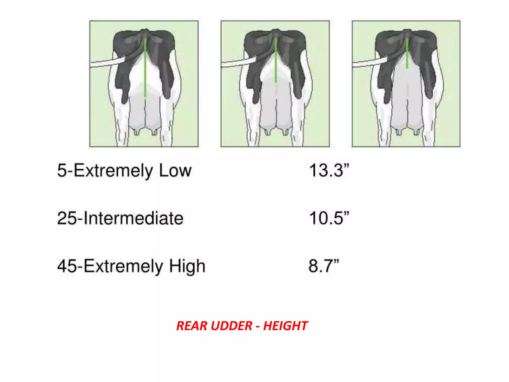 Practical Unit 7 Judging of cattle, buffalo, and poultry.pptx