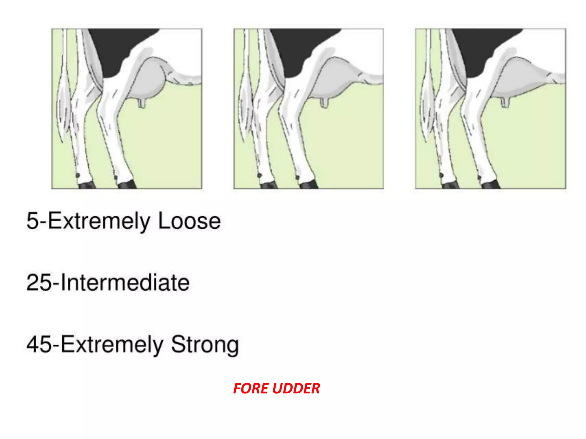 Practical Unit 7 Judging of cattle, buffalo, and poultry.pptx