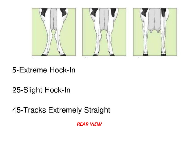 Practical Unit 7 Judging of cattle, buffalo, and poultry.pptx