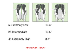 Practical Unit 7 Judging of cattle, buffalo, and poultry.pptx