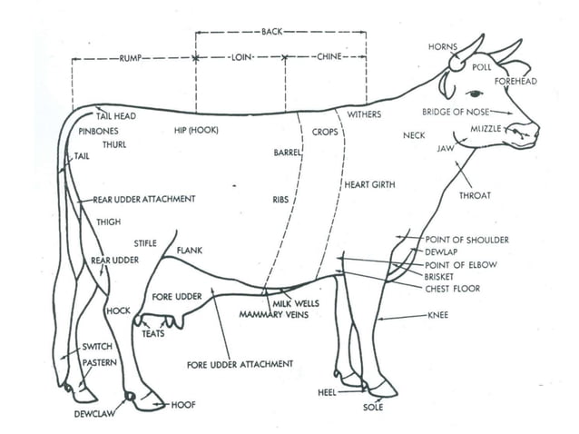 Practical Unit 7 Judging of cattle, buffalo, and poultry.pptx