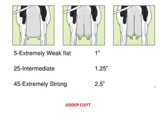Practical Unit 7 Judging of cattle, buffalo, and poultry.pptx