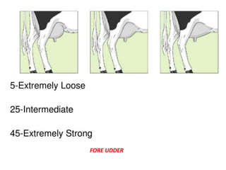 Practical Unit 7 Judging of cattle, buffalo, and poultry.pptx