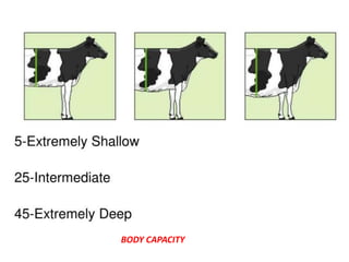 Practical Unit 7 Judging of cattle, buffalo, and poultry.pptx