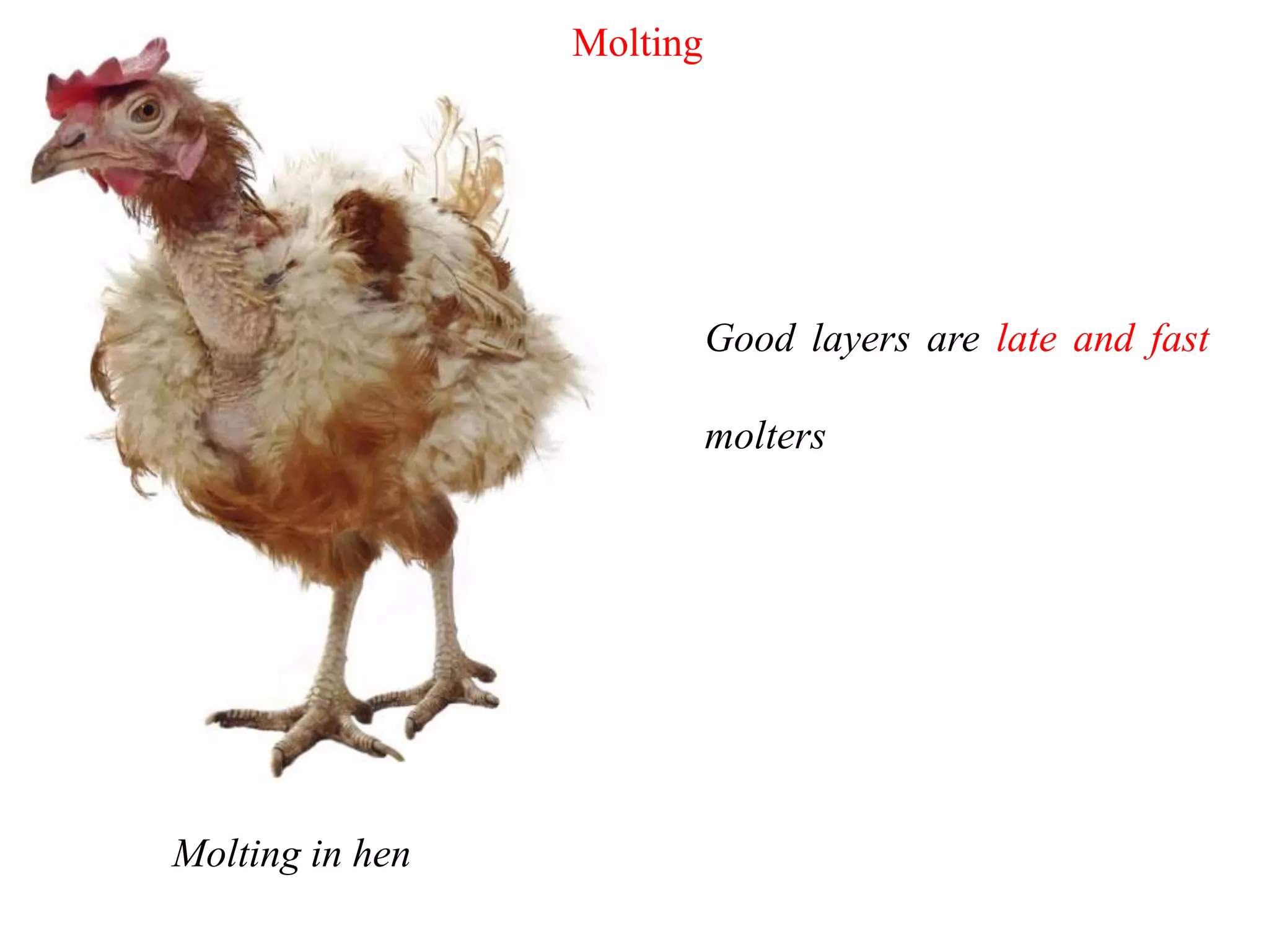 Practical Unit 8 Culling of livestock and poultry.pptx | Veterinary ...