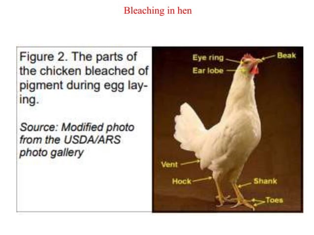Practical Unit 8 Culling of livestock and poultry.pptx | Veterinary ...