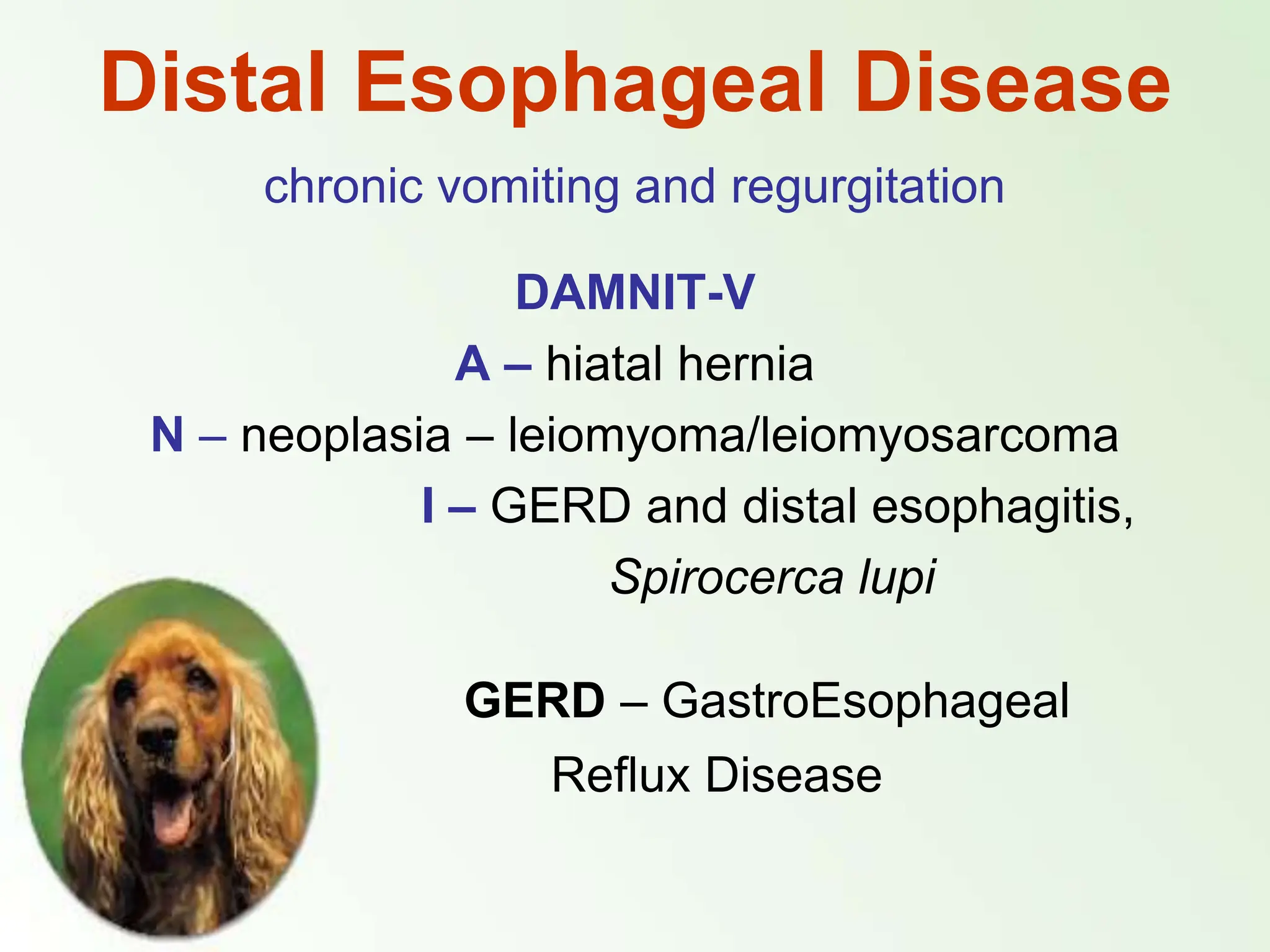 Practical VETERINARY Internal Medicine.ppt