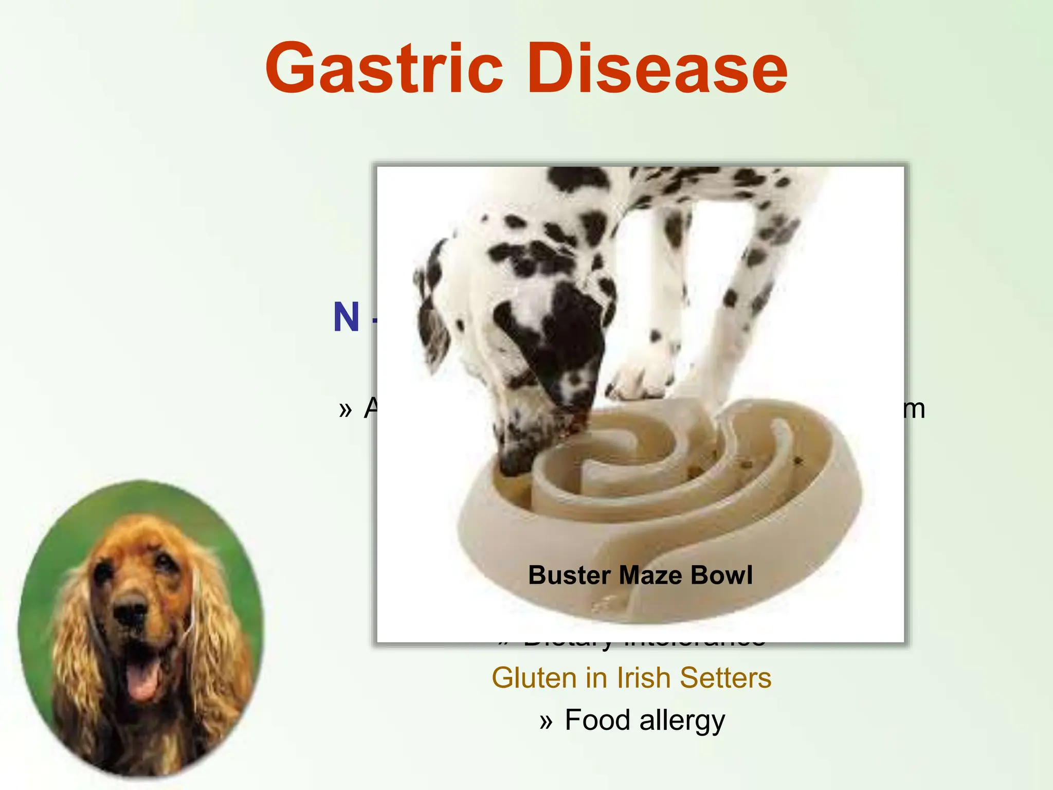 Practical VETERINARY Internal Medicine.ppt