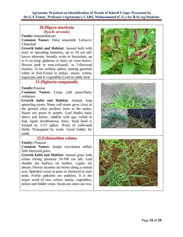 Practical on Weed Identification of Kharif Crops by Dr.G.S.Tomar | PDF