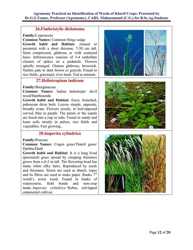 Practical on Weed Identification of Kharif Crops by Dr.G.S.Tomar | PDF