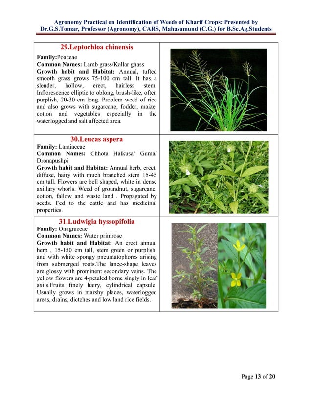 Practical on Weed Identification of Kharif Crops by Dr.G.S.Tomar | PDF