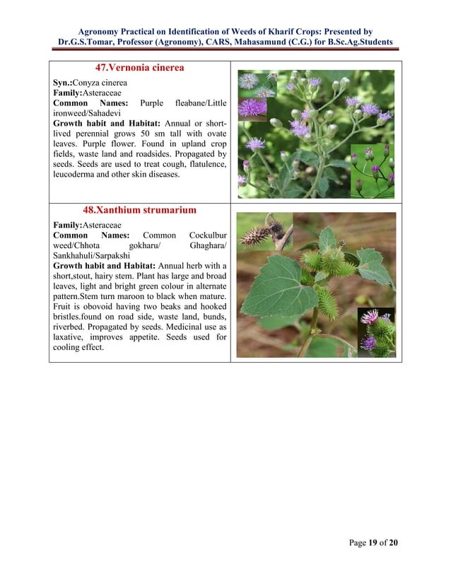 Practical on Weed Identification of Kharif Crops by Dr.G.S.Tomar | PDF