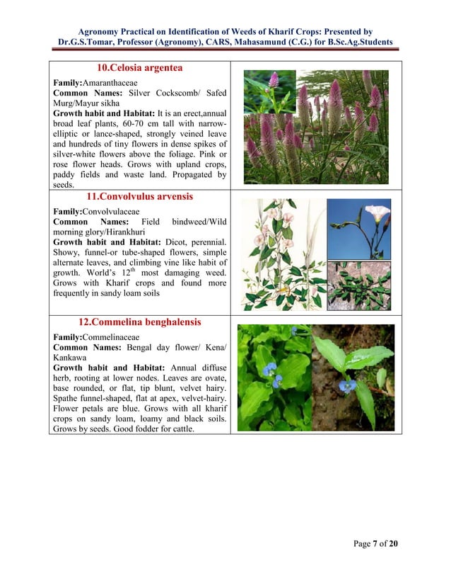 Practical on Weed Identification of Kharif Crops by Dr.G.S.Tomar | PDF
