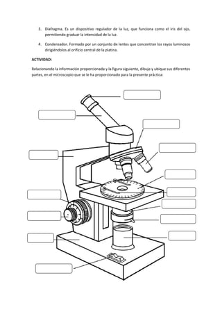 practica manejo y uso del microscopio.pdf