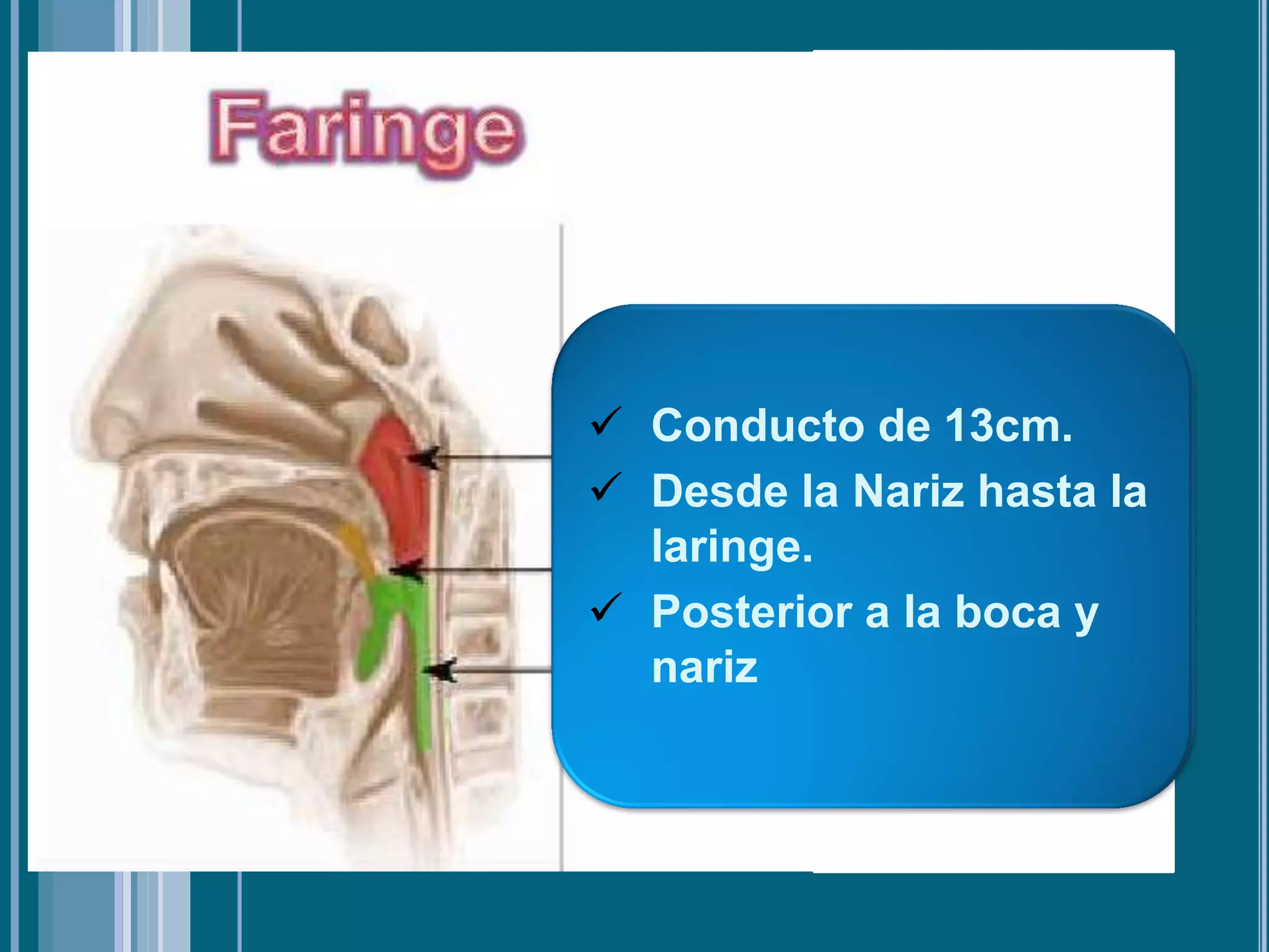 Laringofaringe Y orofaringe | PDF