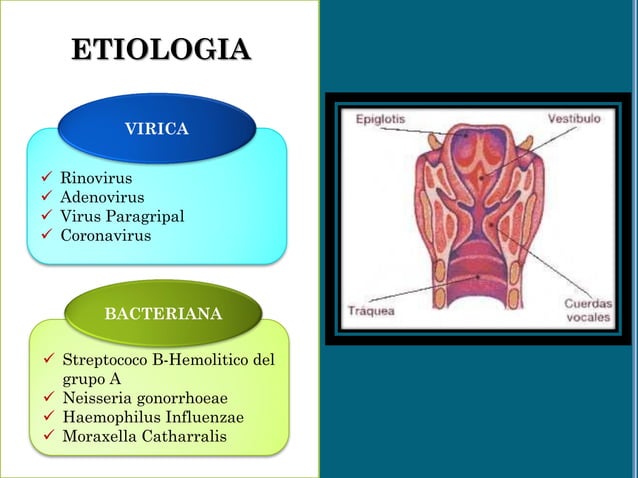 Laringofaringe Y orofaringe | PDF | Infectious Diseases | Diseases and ...
