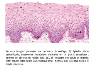 PRACTICA N° 01- LOS EPITELIOS EN HISTOLOGIA HUAMANA.pptx